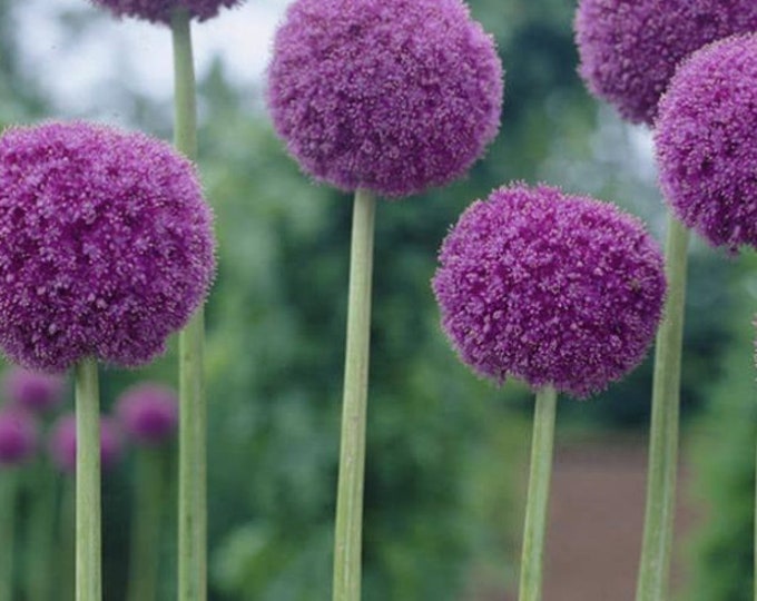Giant Allium Perennial Giganteum Bulb. Grows to 6 Feet. Huge Blooms ...
