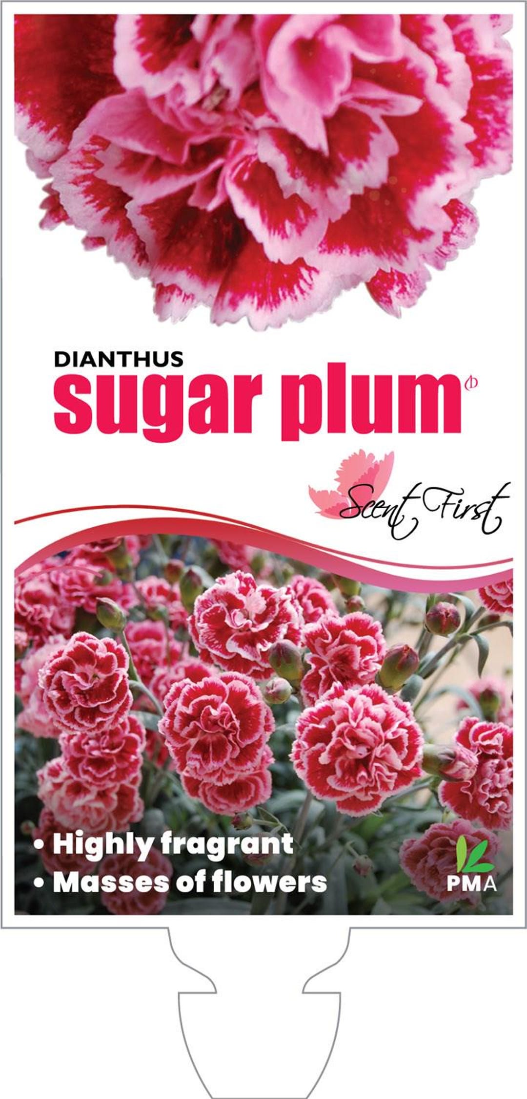 4 Dianthus Sugar Plum Starter Perennials. Stunning Blooms. Carnations ...