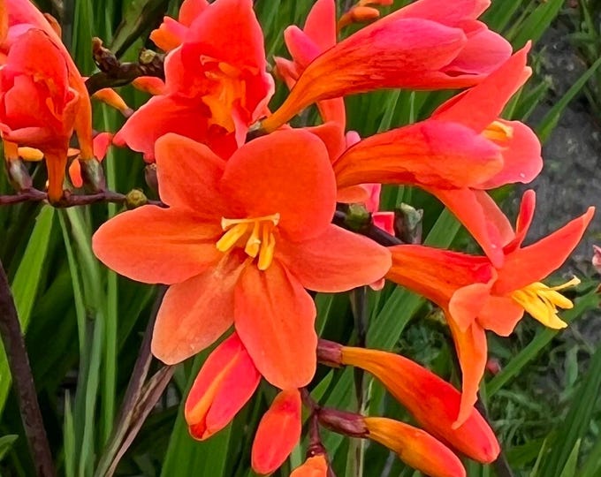 4 Crocosmia Peach Melba Perennial Bulbs Stunning Colors. Easy to Grow ...