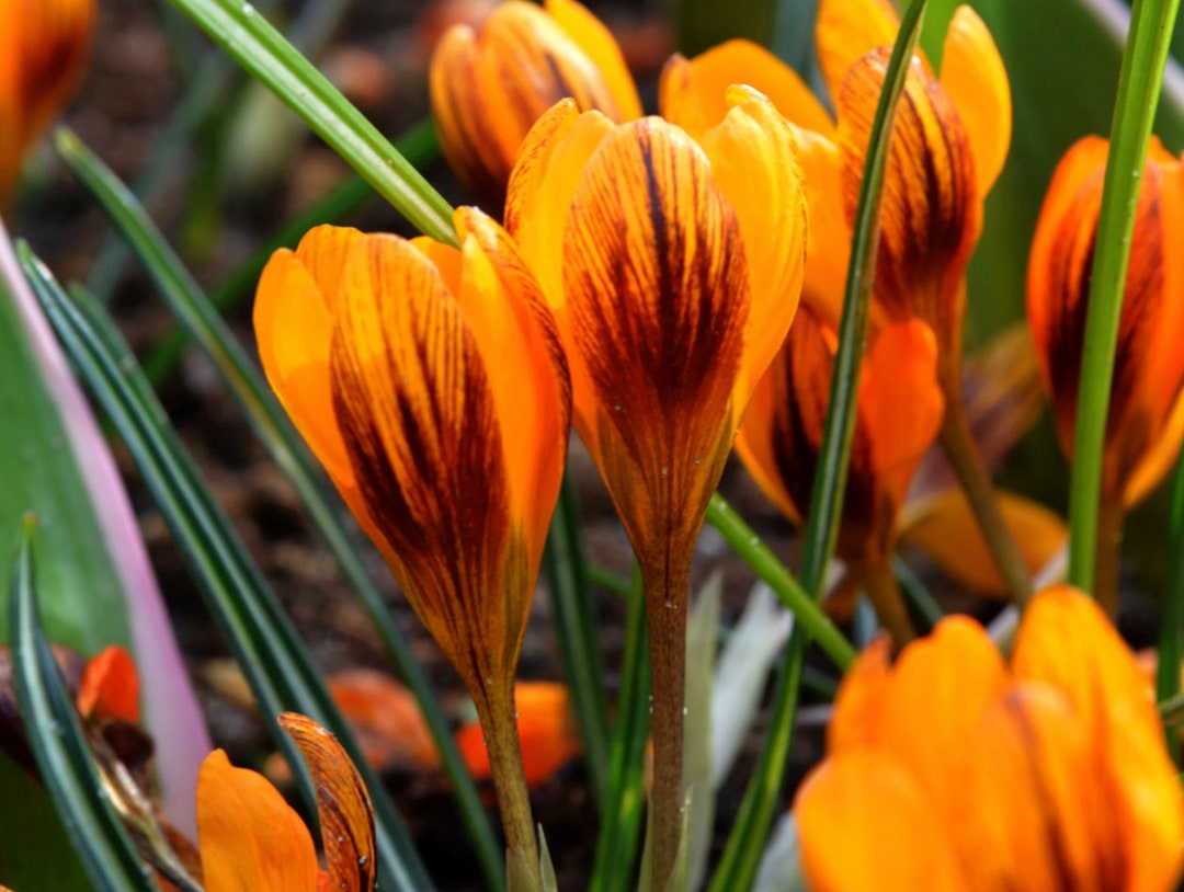 10 Rare Orange Monarch Crocus Bulbs. Perfect Time to Plant. Multiple ...