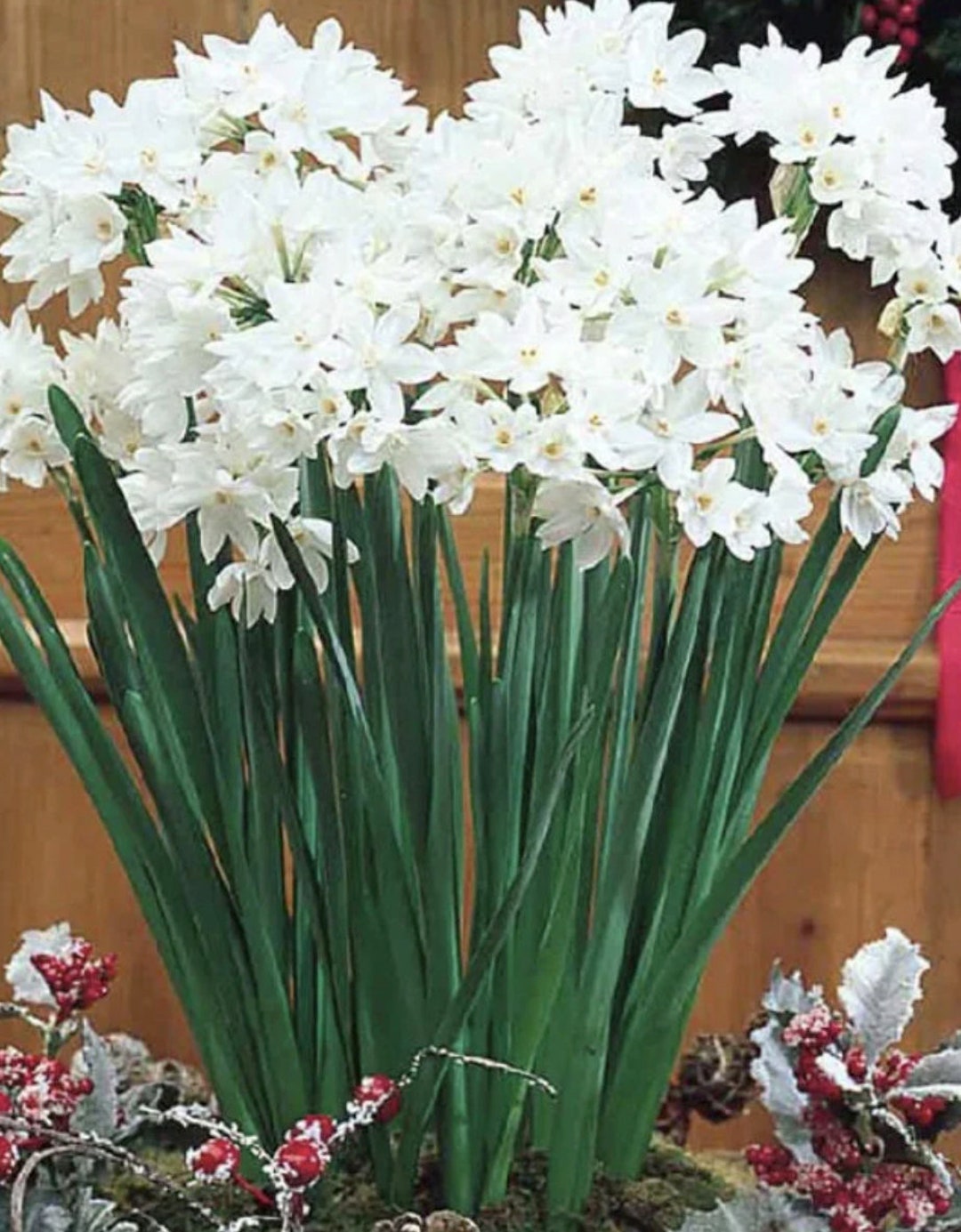 4 Paperwhite Narcissus Bulbs. Super Fragrant. Stunning Blooms. Perfect ...