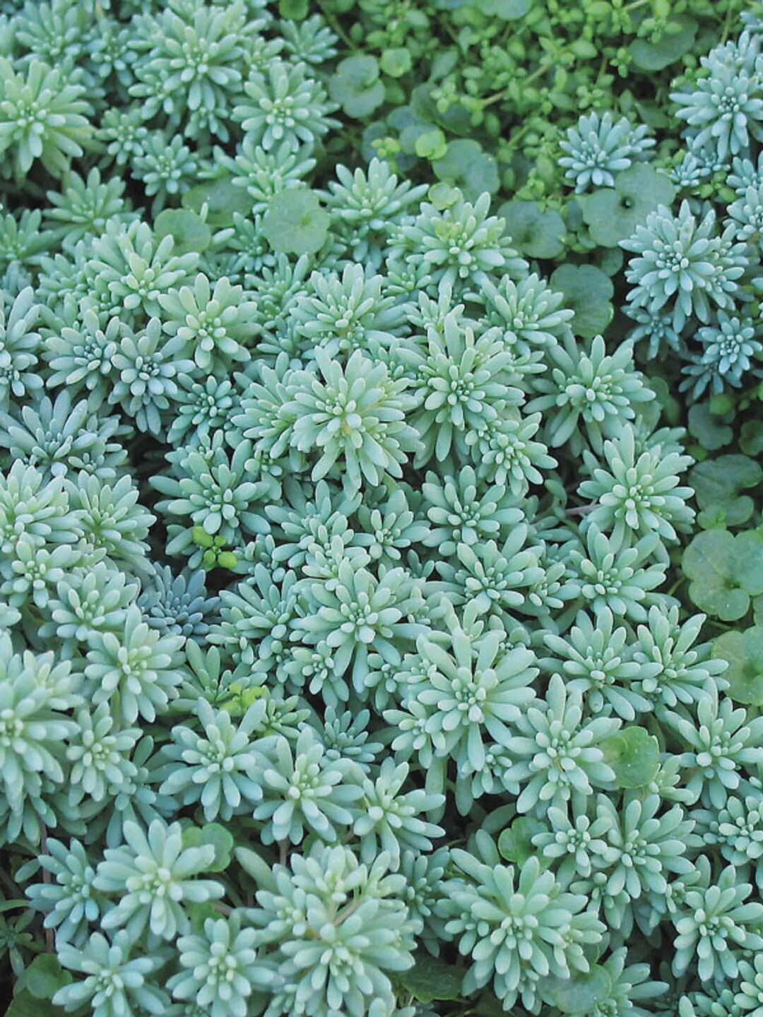 3 Sedum Blue Moon Succulent Starter Perennials. Loves Sun. Easy to Grow ...