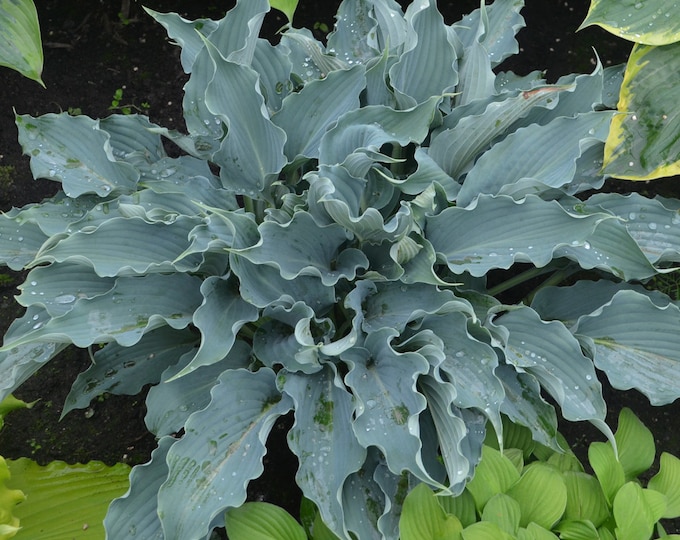 Blue Waterslide Hosta Stunning Color Loves Shade. Shipped Trimmed for ...