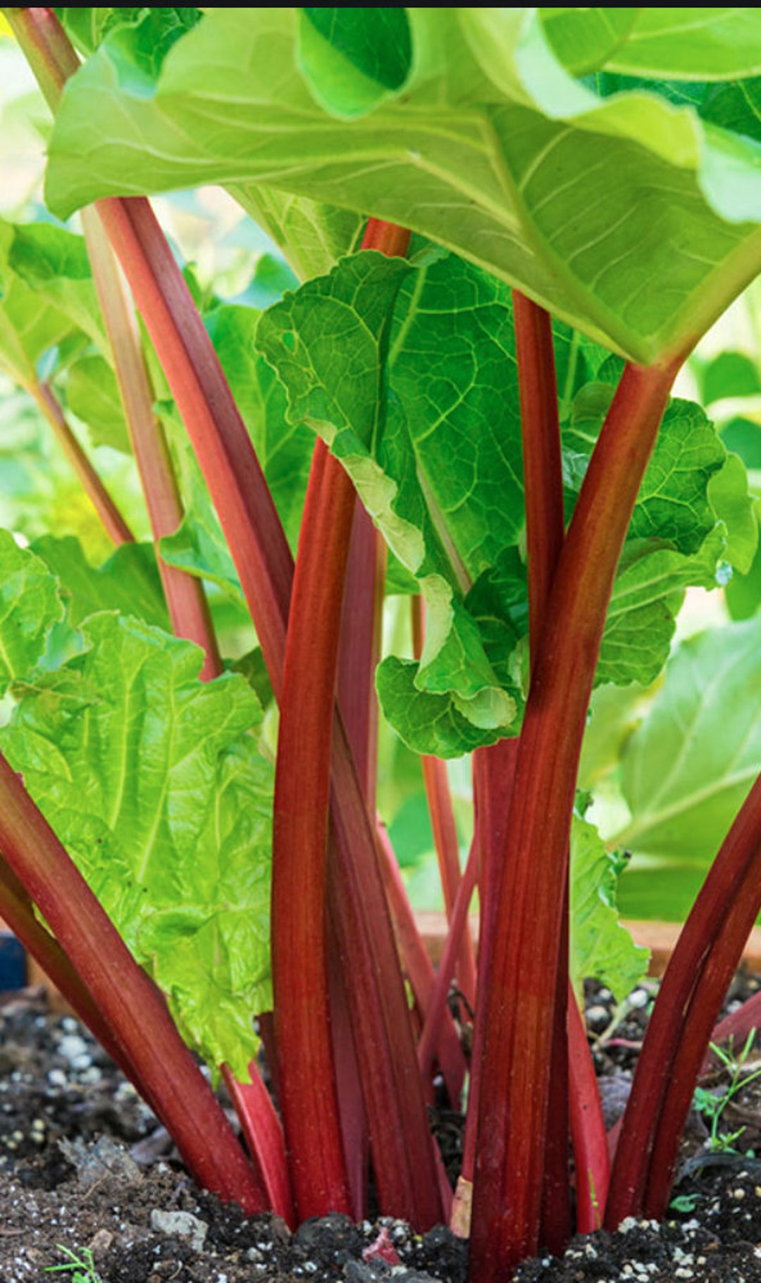 Victoria Rhubarb Starter Plant. Perfect Time to Plant for Next Season's ...