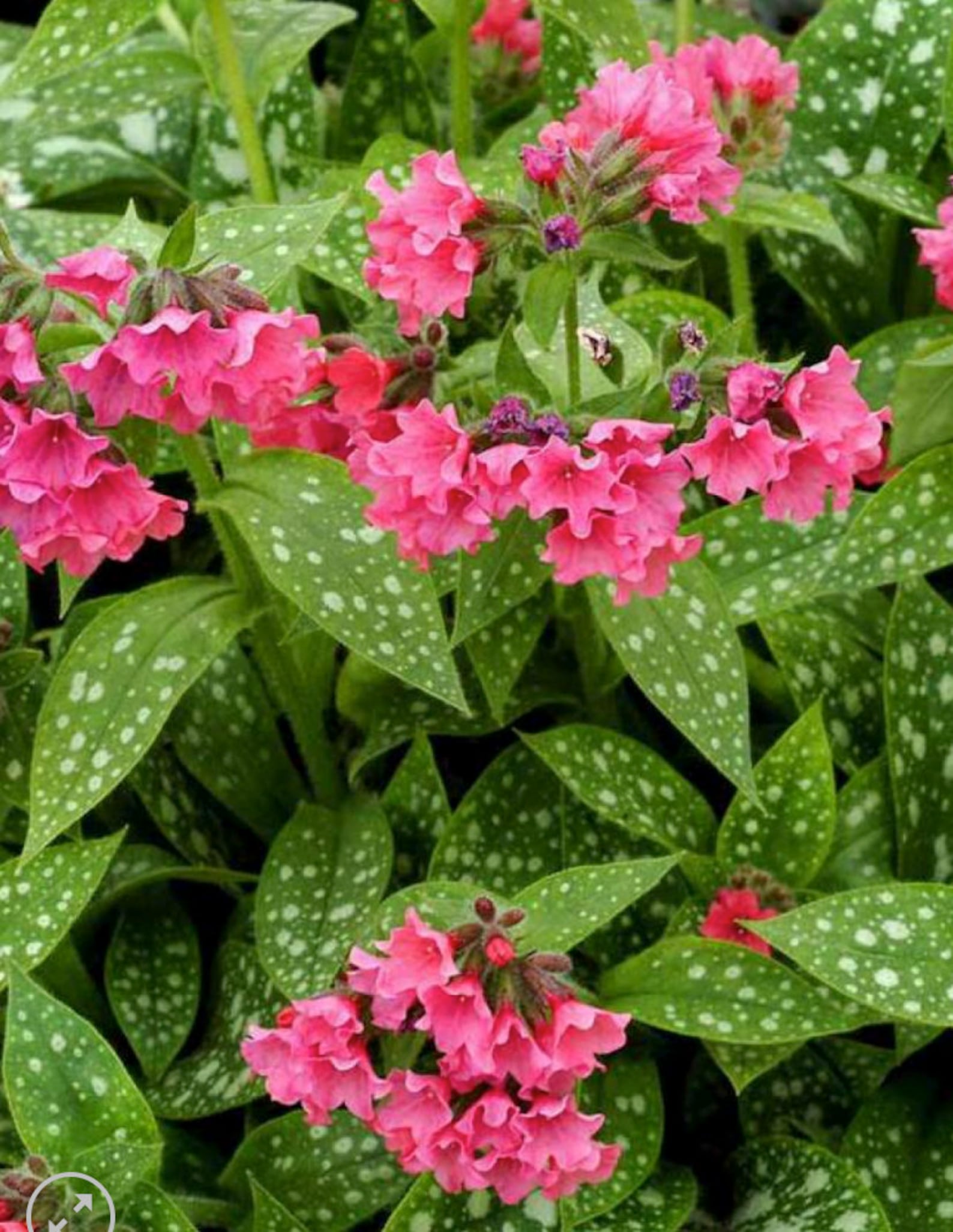 Live Pulmonaria Shrimps on the Barbie Perennial Plant. Loves Shade ...
