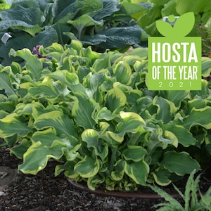 2 Live Whee Hosta. Stunning. Super Healthy. - Etsy