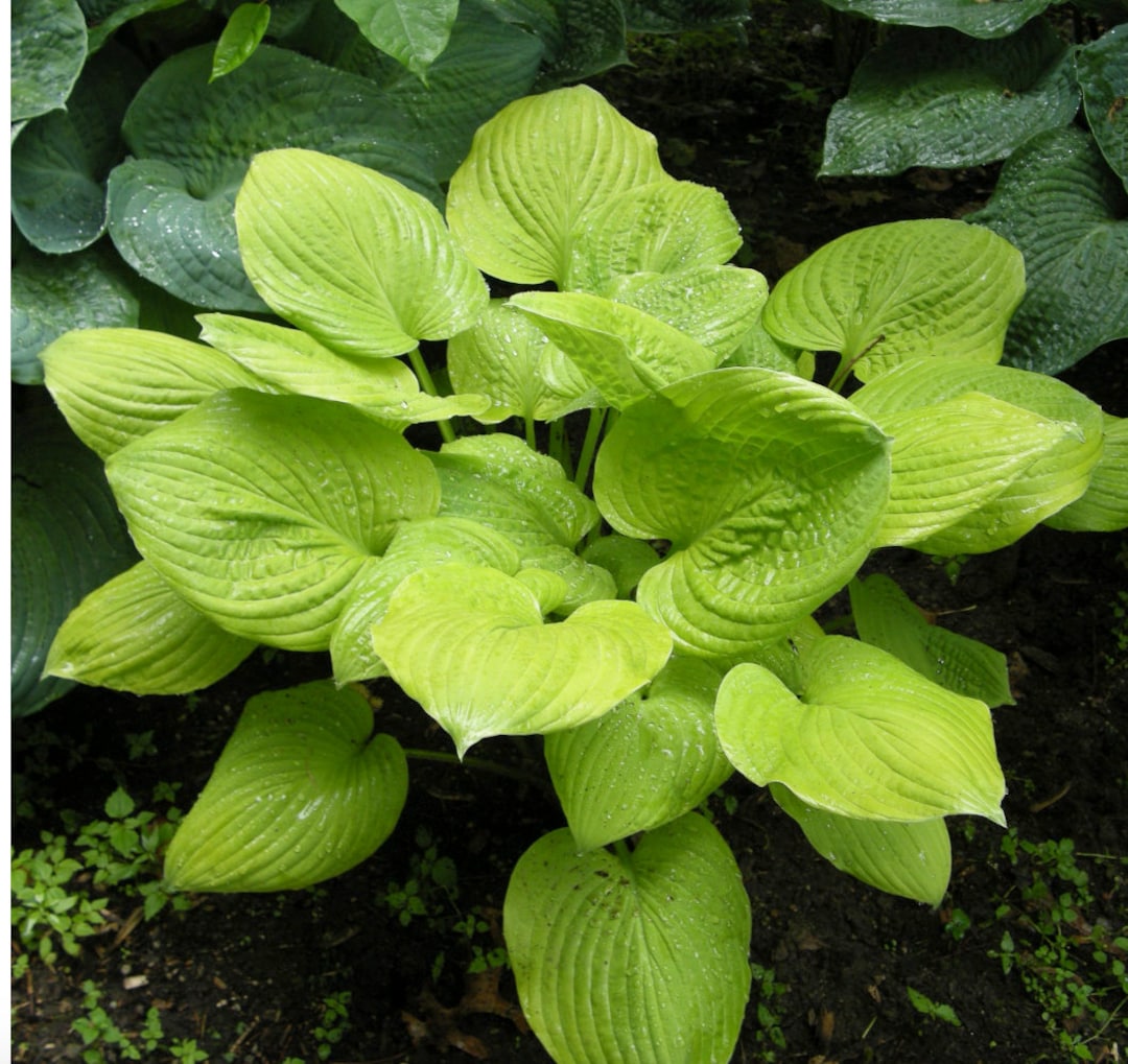 Banana Kid Starter Hosta. Great Roots. Loves Shade Super Easy to Grow ...