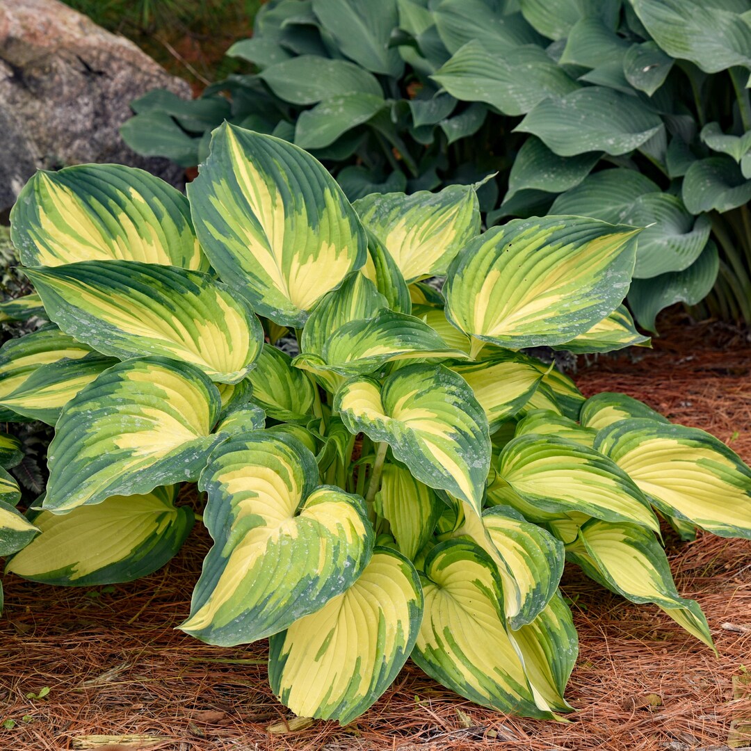 My Fair Lady Hosta Perennial. Shipped Bareroot, Dormant. Super Healthy ...