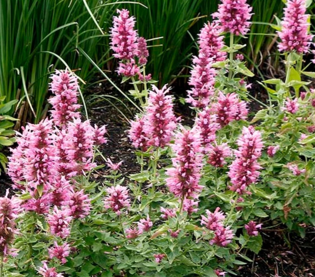 5 Hummingbird Mint. Agastache. Anise Live Starter Perennial Plants. 5 ...