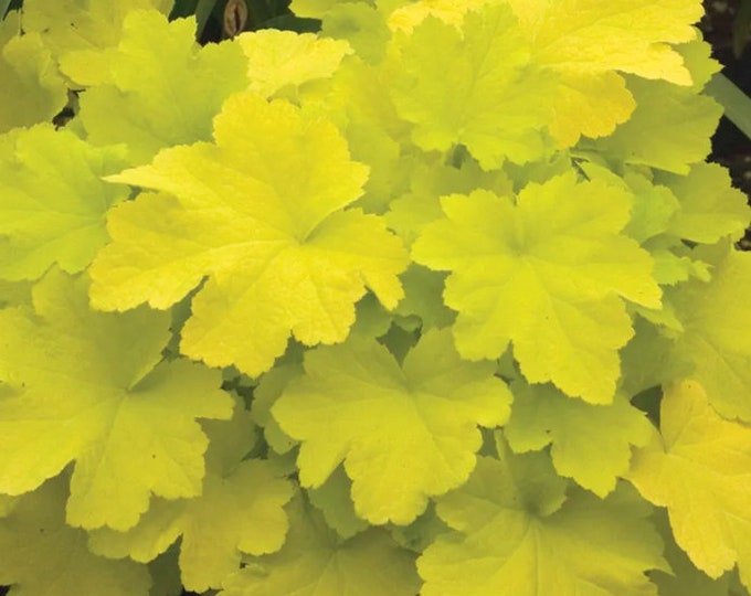 2 Live Heuchera Midnight Rose Starter Perennials Coral Bells. Stunning ...