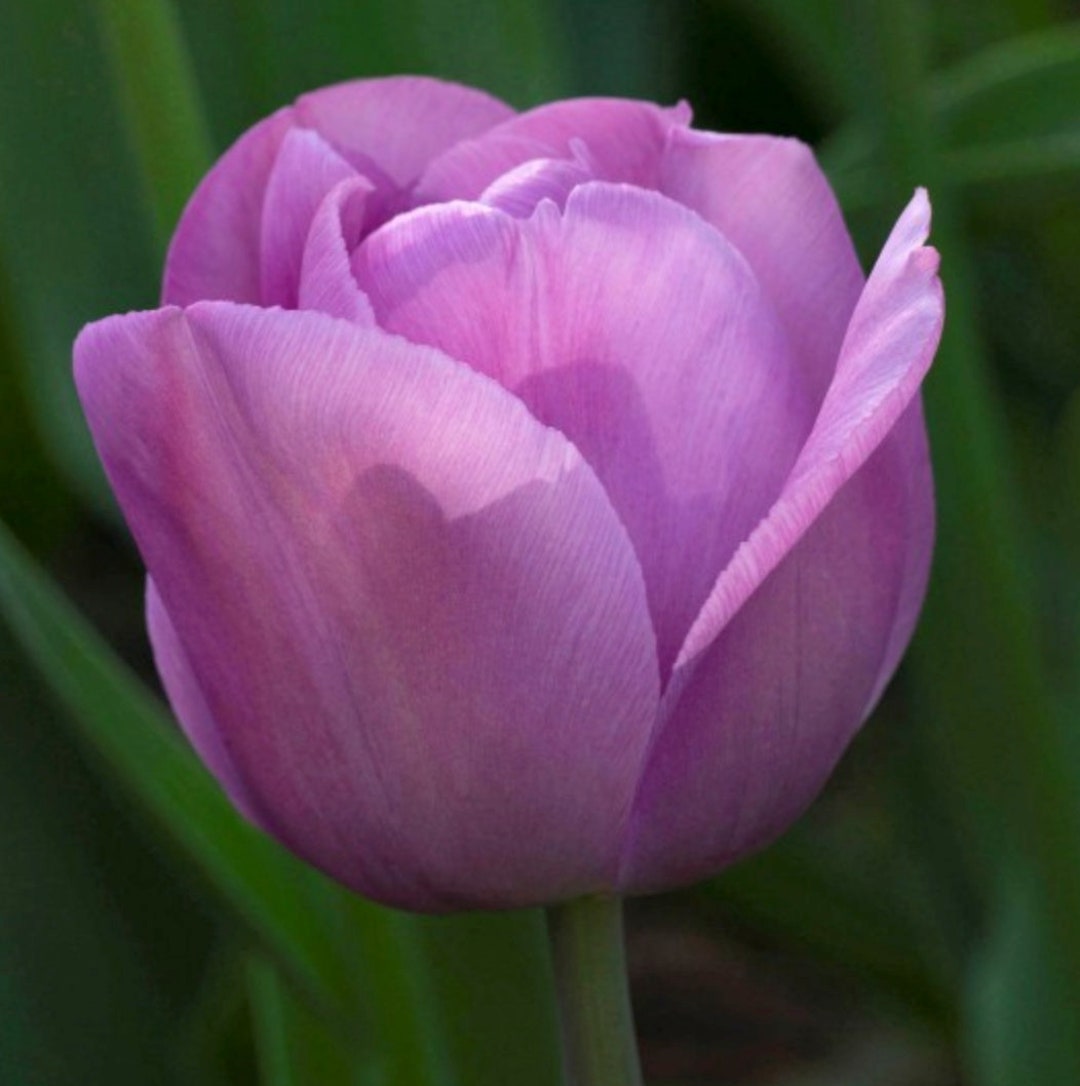 6 Alibi Purple Perennial Tulip Bulbs. Easy to Grow. Loves Sun. - Etsy