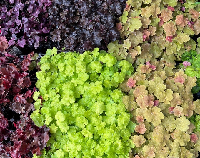 3 Mixed Heuchera Coral Bells Starter Perennials. Great for Front of ...