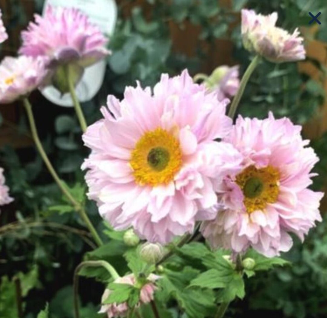 3 Live Anemone FRILLY Knickers Perennial Plants Stunning Colors. Easy ...