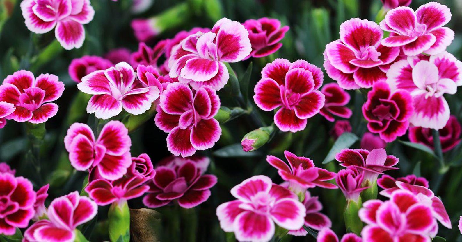 5 Live Dianthus Mixed Colors Perennial Plants. Loves Sun. Easy to Grow ...