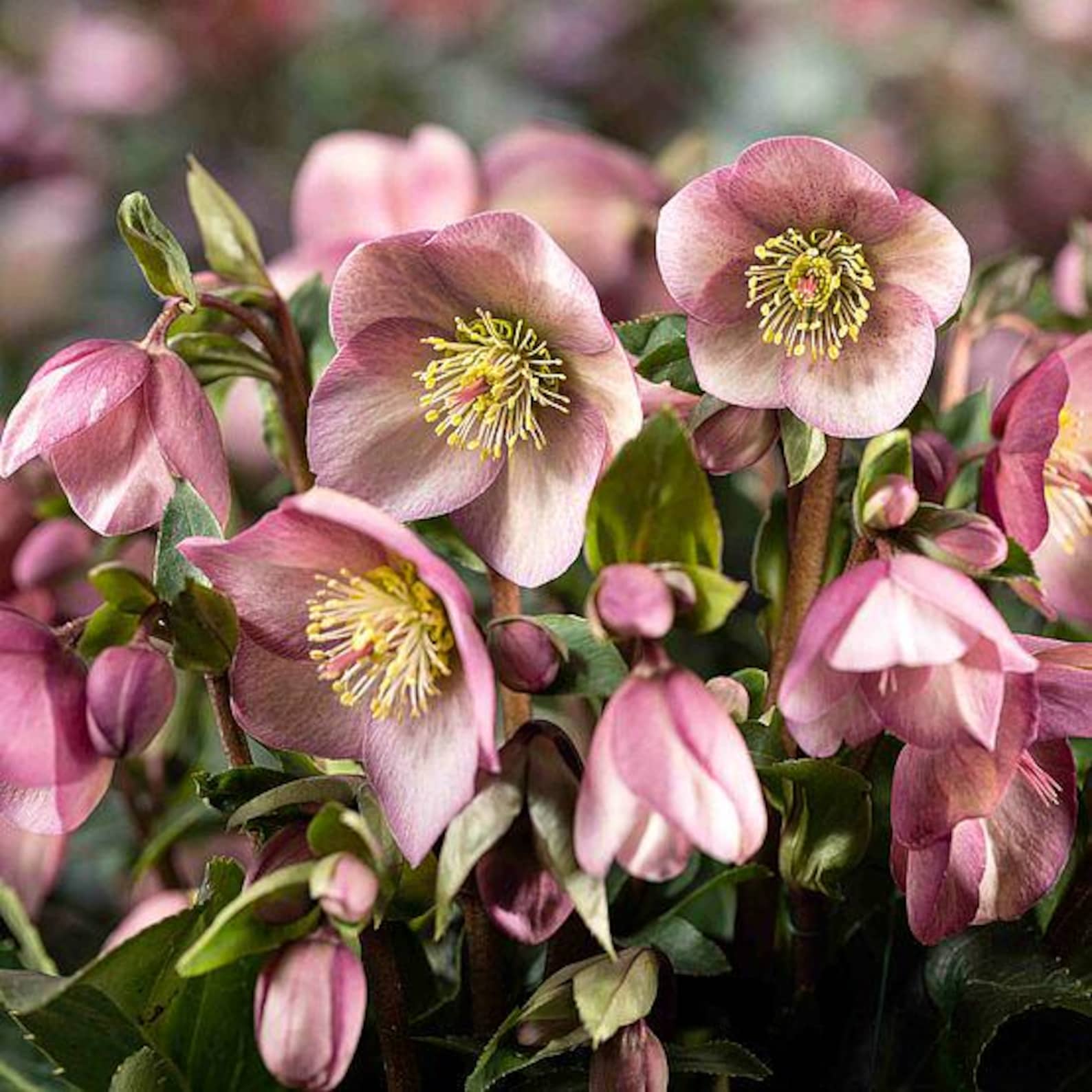 Ice Breaker Rosy Lenten Rose Rare Flowering Perennial Live Plant Lenten ...