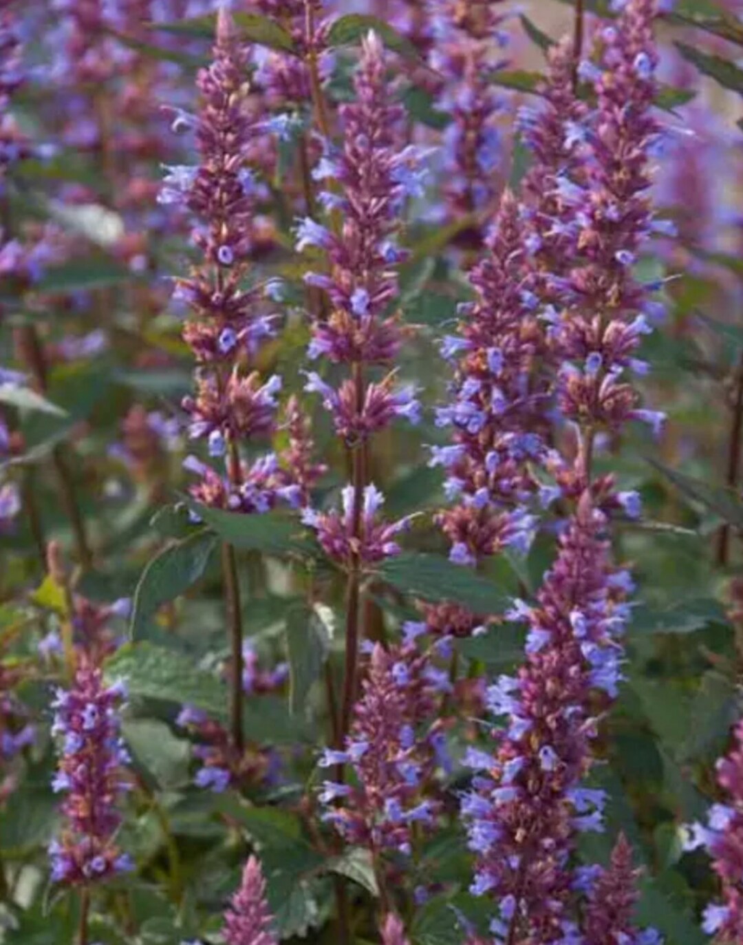 Hummingbird Mint. Agastache. Anise 4 Live Starter Perennial Plants - Etsy