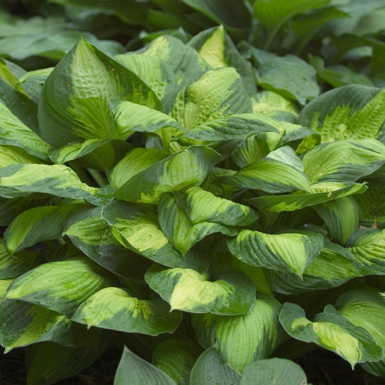 Captain Kirk Hosta Perennial. Cool Colors. Shipped Bareroot and Ready ...