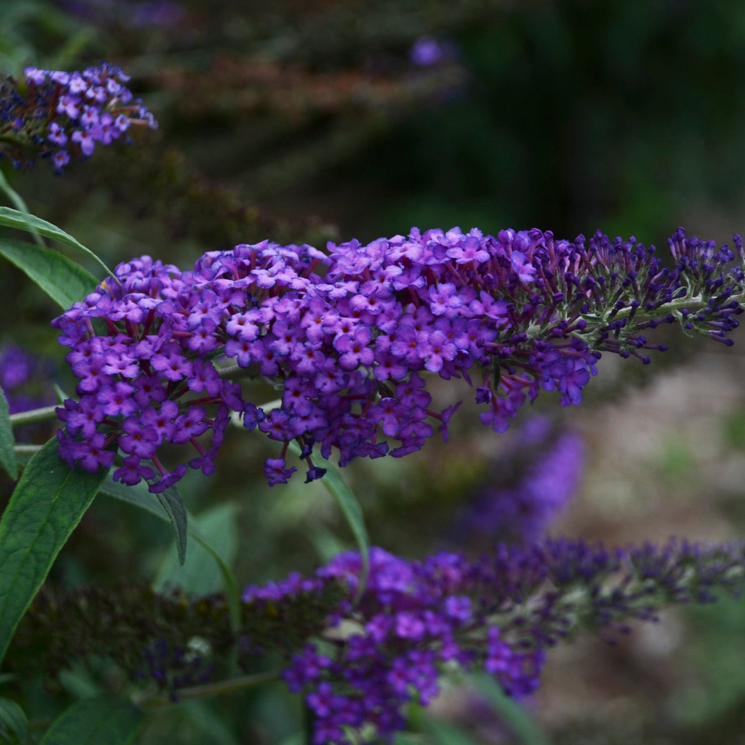 2 Black Night Butterfly Bush Starter Perennials. Easy to Grow. Loves ...