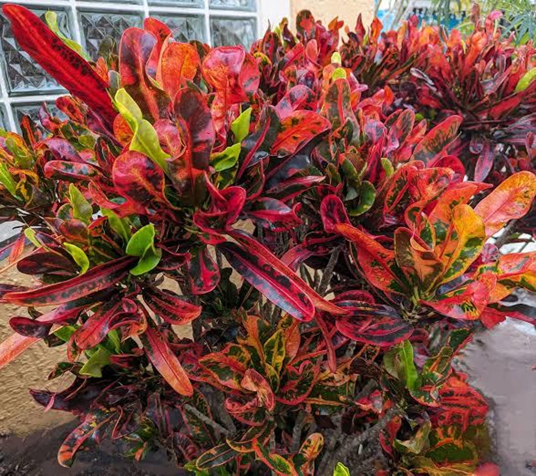 2 Potted Croton...perfect for Planters...strong Color Through Fall ...
