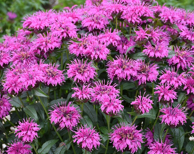 2 Live Monarda Beebalm 'electric Neon Purple' Starter Perennial Plants ...