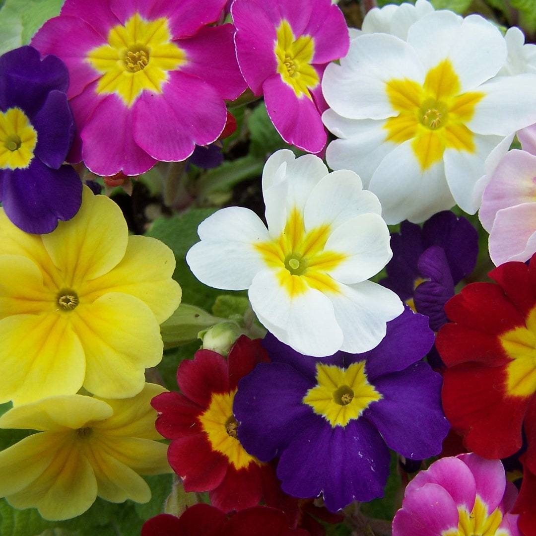 2 Primrose Primula Mixed Colors. Super Healthy. Live Perennials ...