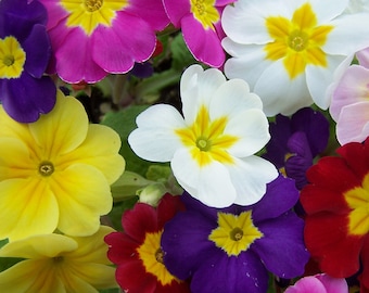 3 Primrose Primula Oakleaf Blue Starter Perennial Plants. Super Healthy ...