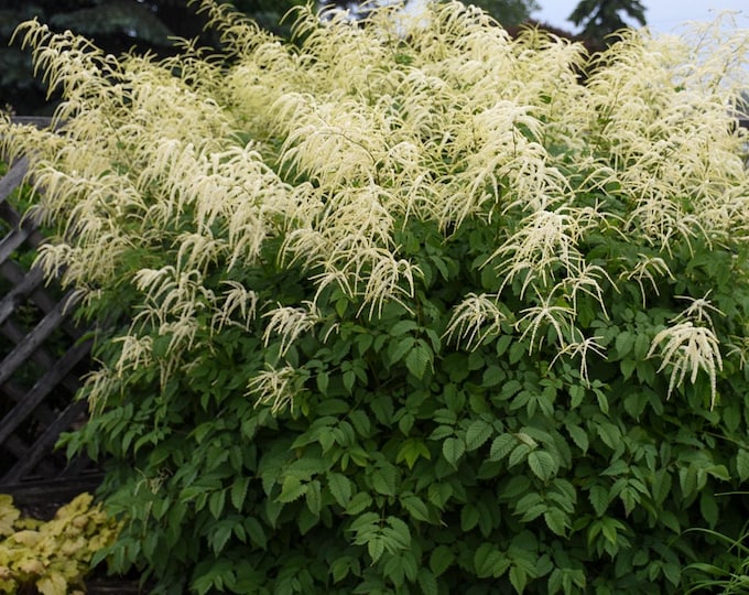 2 Aruncus Dioicus Goat's Beard Live Starter Perennials. Loves Shade ...