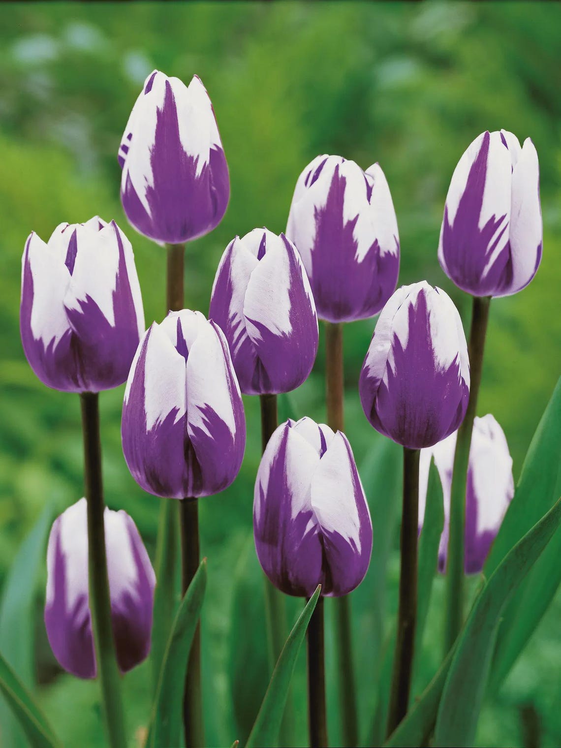 7 Rare Blueberry Ripple Perennial Tulip Bulbs. Super Hardy and Healthy ...