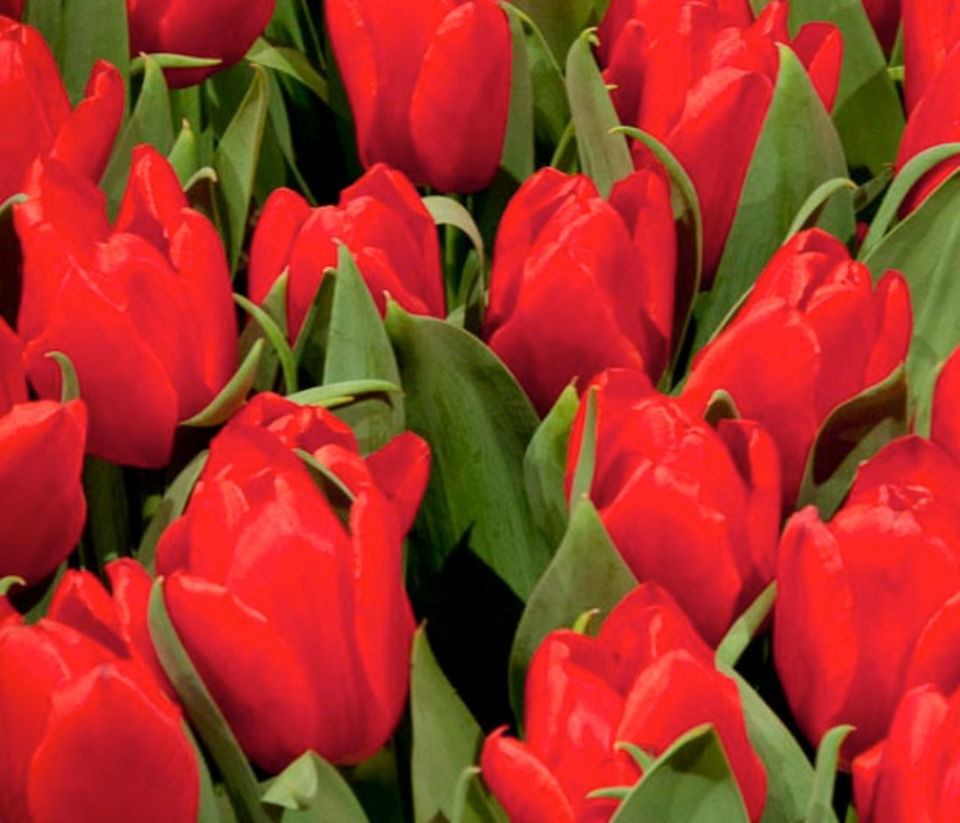 8 Large Ruby Red Perennial Tulips. Stunning Blooms. Ready to Plant or ...