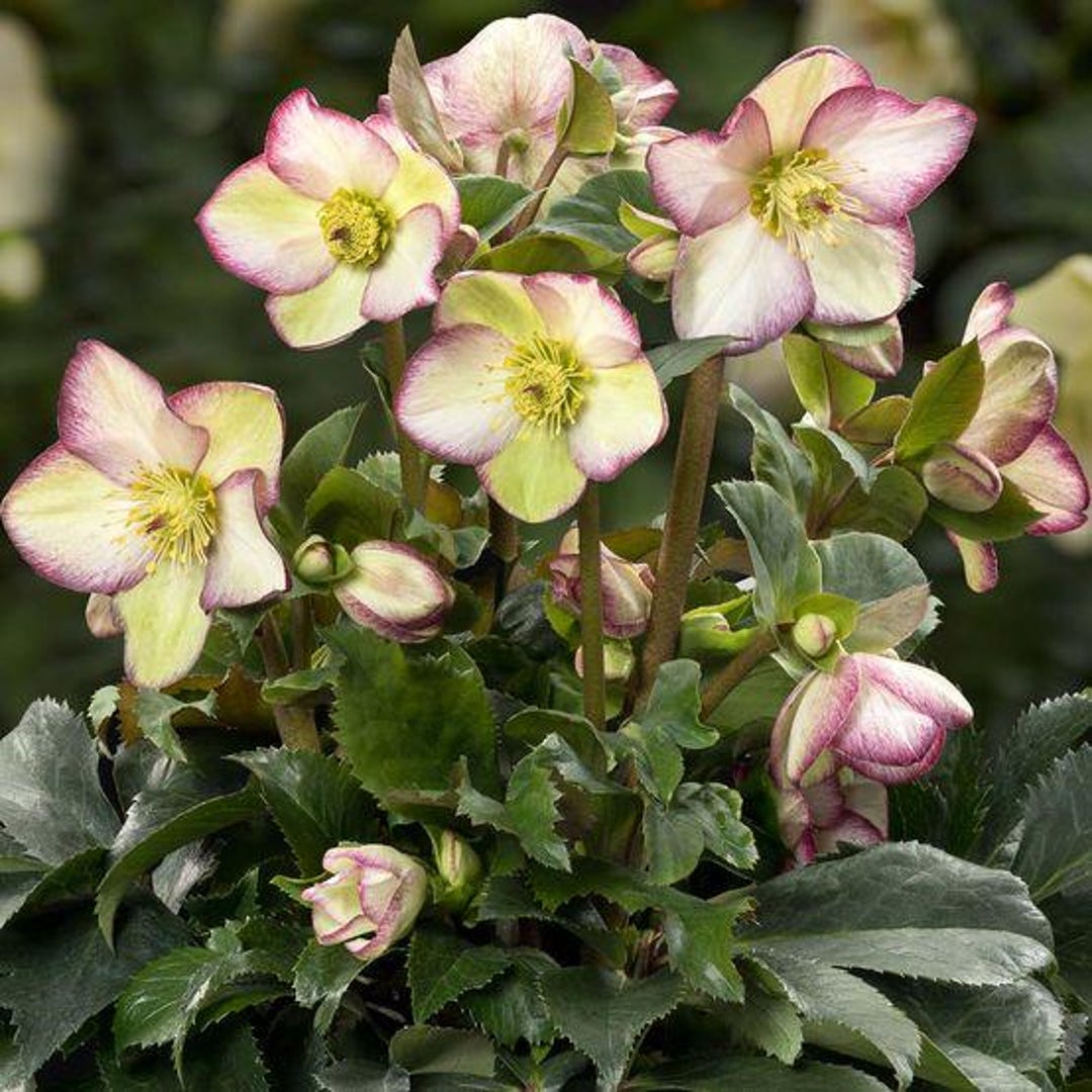 Ice Breaker Frosted Rose Lenten Rose Rare Flowering Perennial Live ...