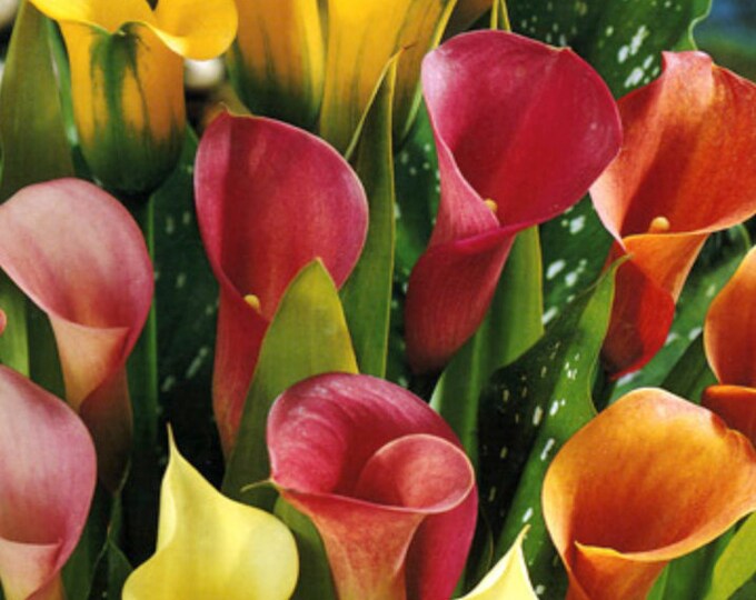 3 Mixed Calla Lilies. Stunning Blooms. Pollinator. Long Blooms. Easy to ...