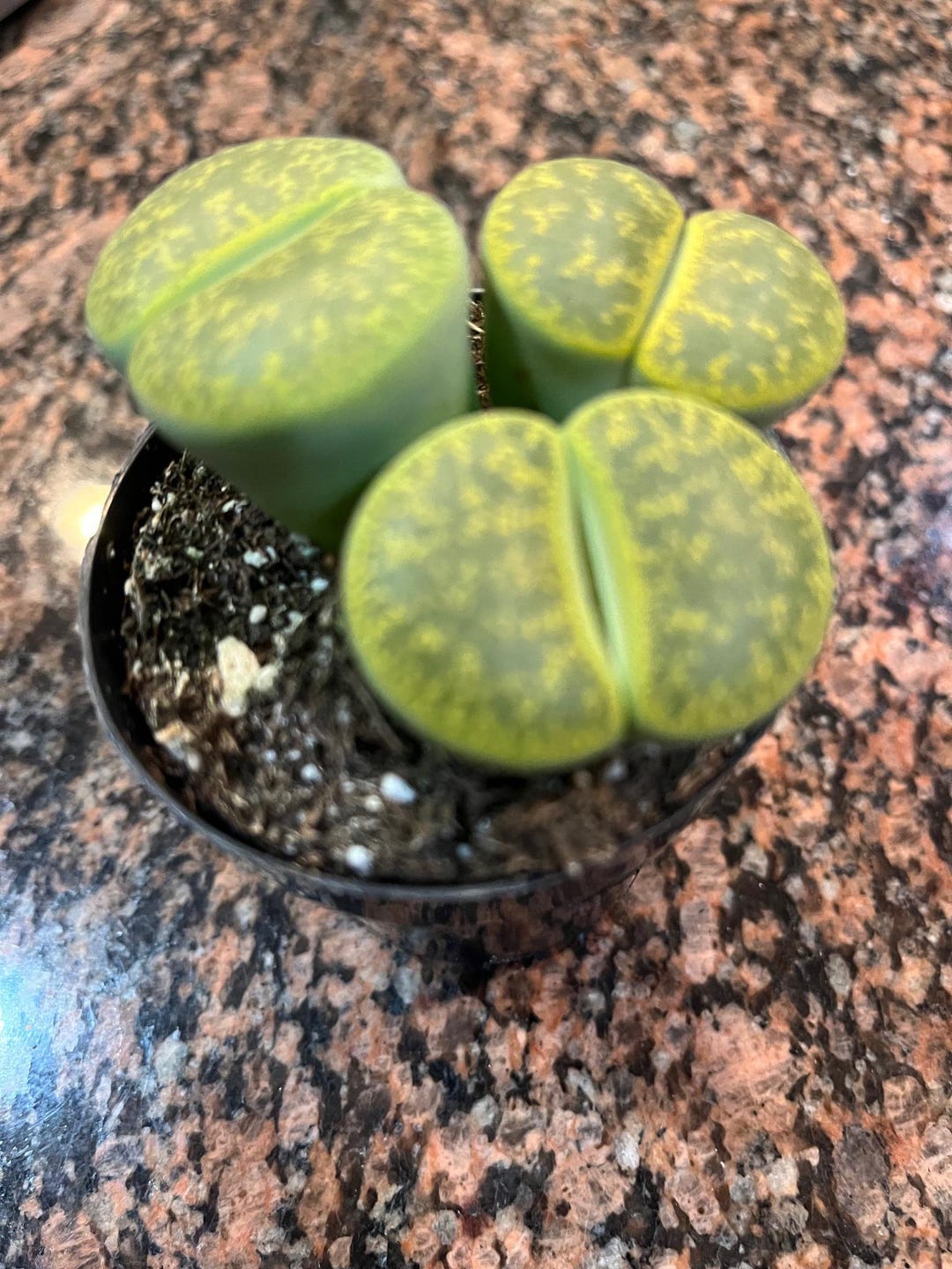 Large Potted Lithops Living Stones Potted Plant. Rare - Etsy