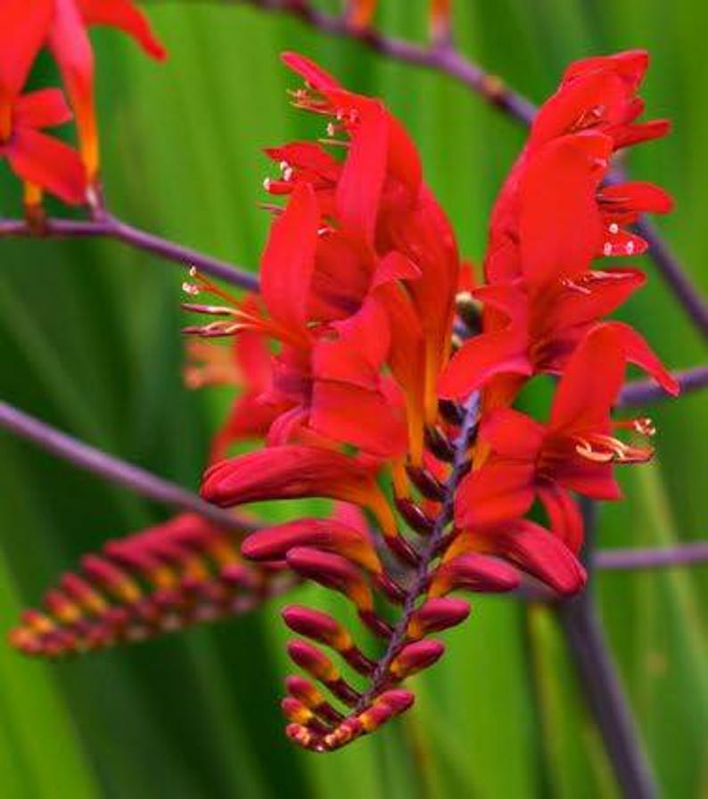 3 Red Hot Ruby Red Crocosmia 'lucifer' Perennial Bulbs Stunning Colors ...