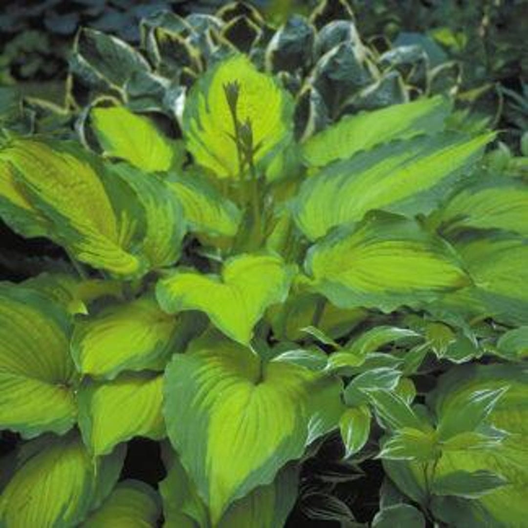 Dancing Darling Starter Hosta. Great Roots. Loves Shade Super Easy to ...