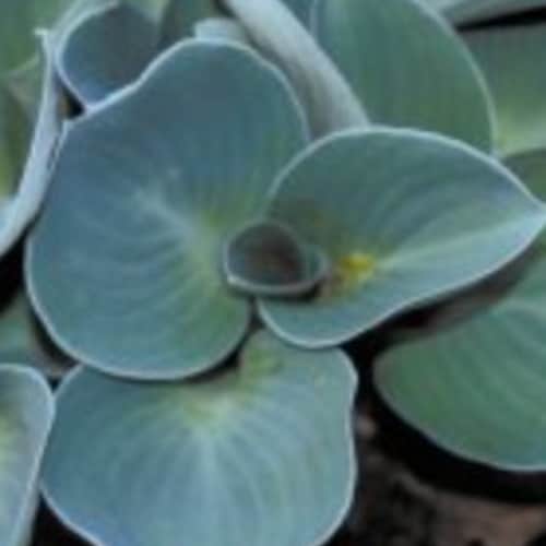 Blue Mouse Ears Mini Hosta. Super Cute. Blue. Easy to Grow. No - Etsy