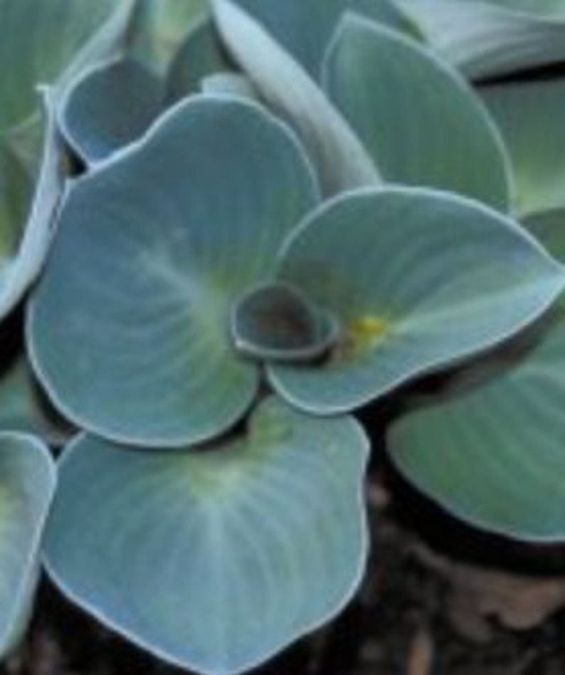 Blue Mouse Ears Mini Hosta. Super Cute. Blue. Easy to Grow. No ...