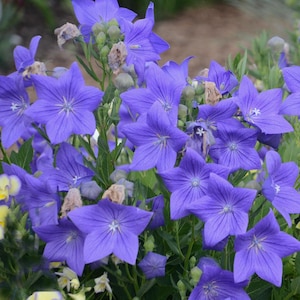 2 Blue Platycodon Astra Blue Starter Perennial Plants. Super Healthy ...