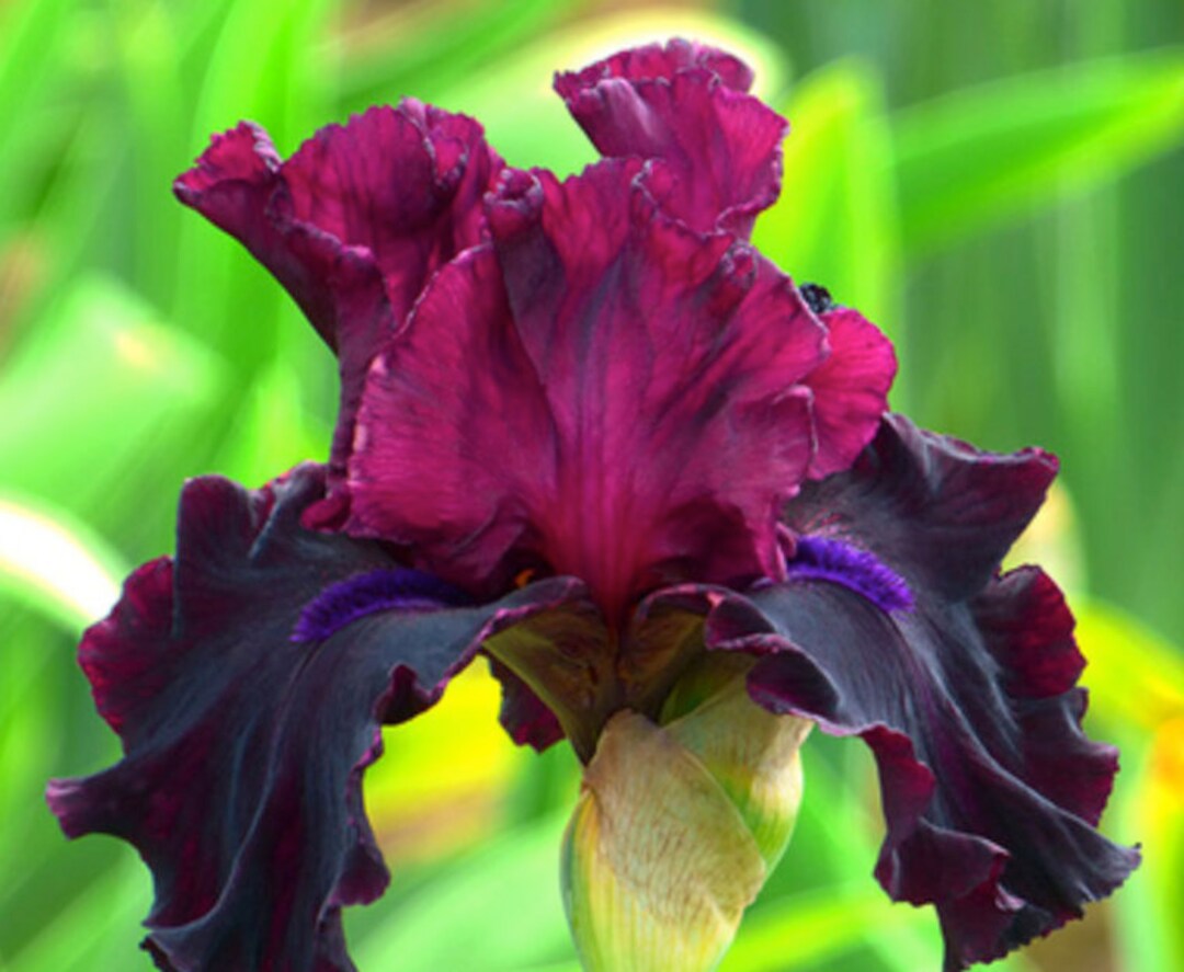 Devil's Punchbowl Bearded Iris. Perfect Time to Plant. Will Bloom in ...