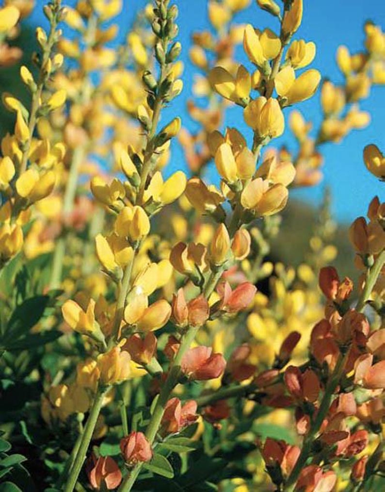 2 Live Baptisia Solar Flare Perennial Starter Plants. False Indigo ...