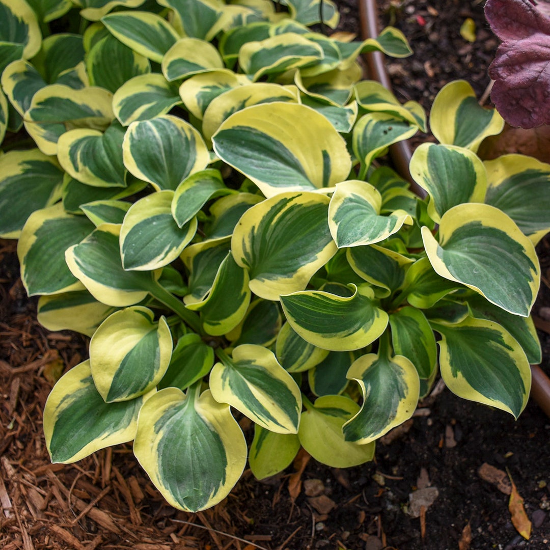 Mini Mighty Mouse Perennial Hosta. Super Cute. Starter Perennial Loves ...