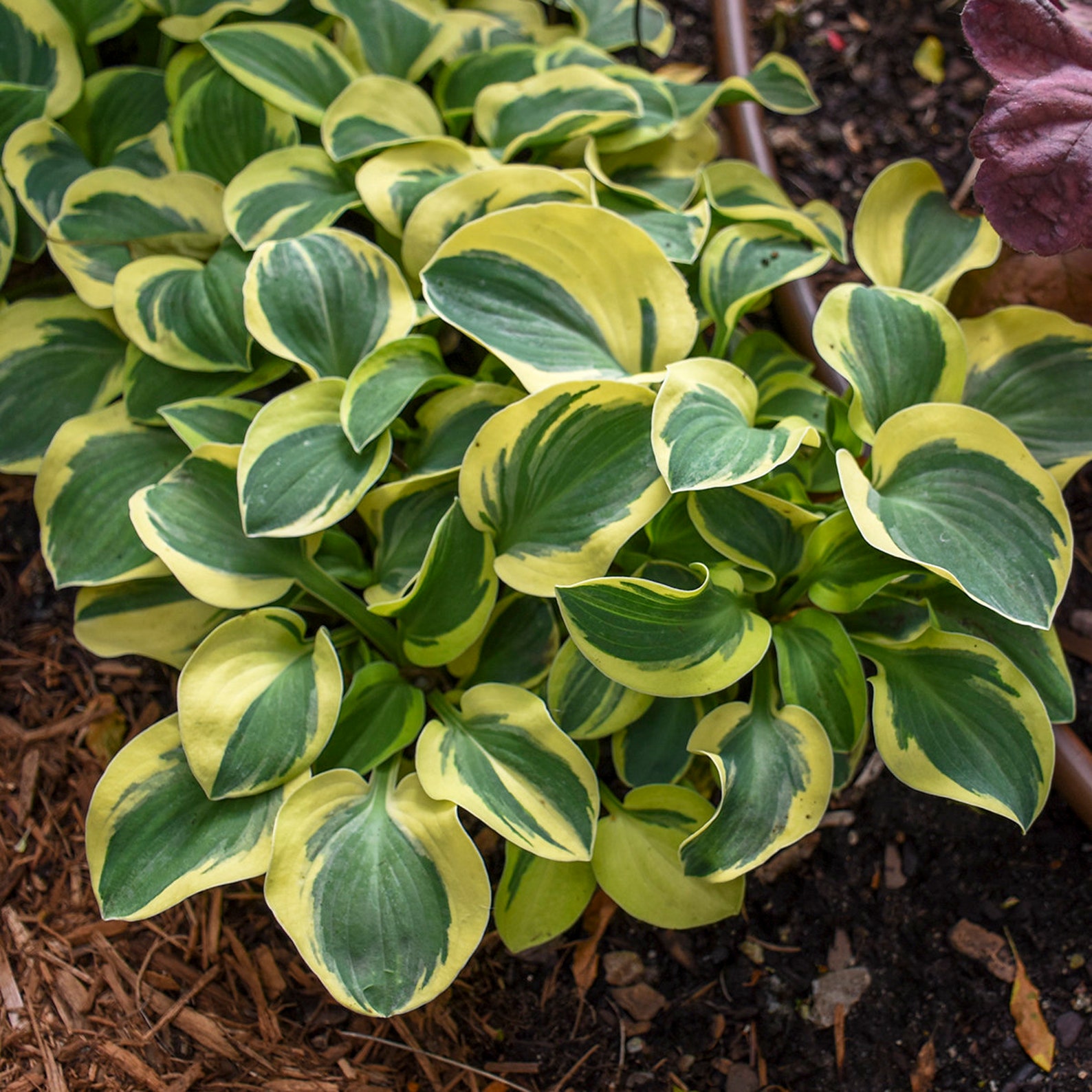 Mini Mighty Mouse Perennial Hosta. Super Cute. Starter - Etsy