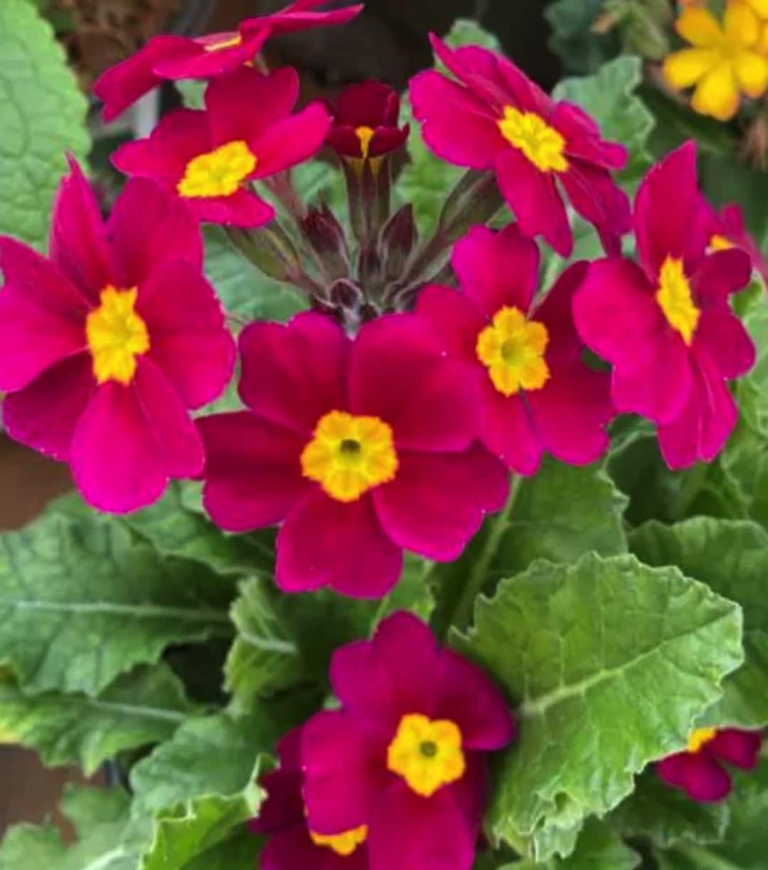 Primula Vulgaris ‘oakleaf Magenta’ – Oakleaf Primrose Perennial Plant ...