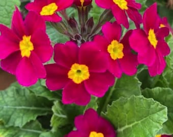 3 Primrose Primula Oakleaf Blue Starter Perennial Plants. Super Healthy ...
