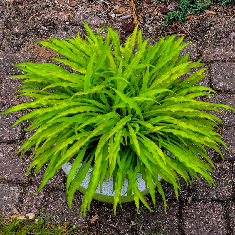 Purple Hosta Plant - Etsy