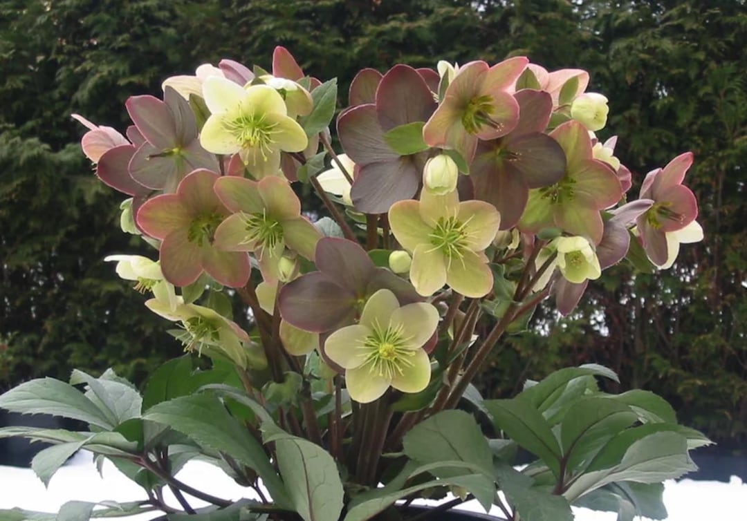 Candy Love Lenten Rose. Stunning Perennial. Perfect Time to Plant. Deer ...