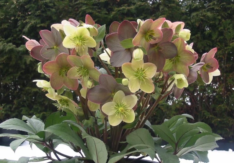 Candy Love Lenten Rose. Stunning Perennial. Perfect Time to Plant. Deer ...