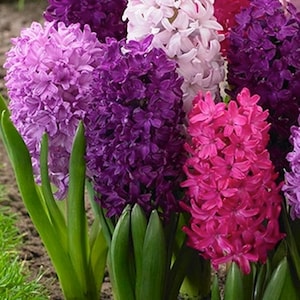 3 Jumbo Hyacinth Perennial Bulb Collection. Perfect Time to Plant. Deer ...