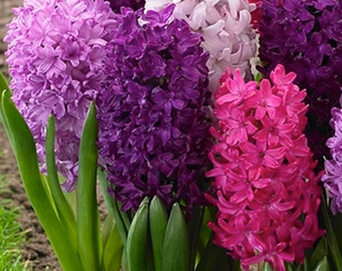 2 Jumbo Hyacinth Perennial Bulb Collection. Perfect Time to Plant. Deer ...