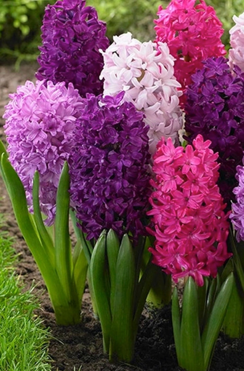 2 Jumbo Hyacinth Perennial Bulb Collection. Perfect Time to Plant. Deer ...