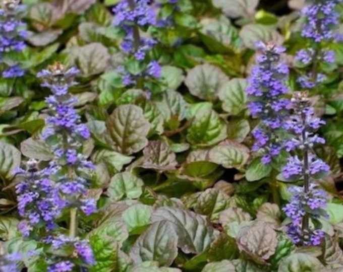 Ajuga, Bronze Beauty; Set of 3 Pots - Etsy